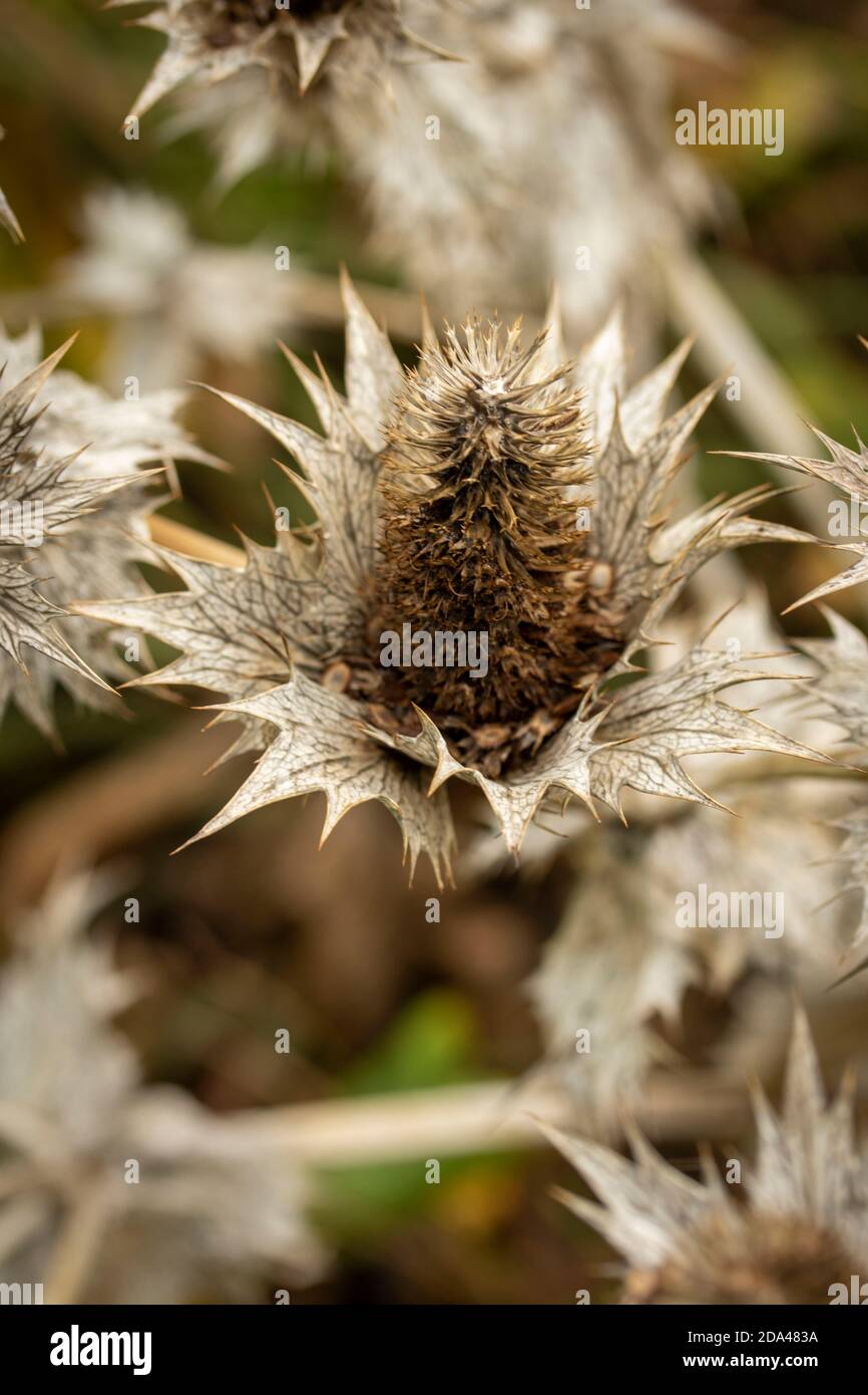 Eryngium Giganteum natural after flower plant patterns, spikey abstract ...