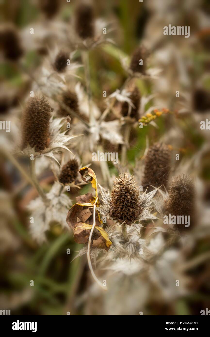 Eryngium Giganteum natural after flower plant patterns, spikey abstract ...