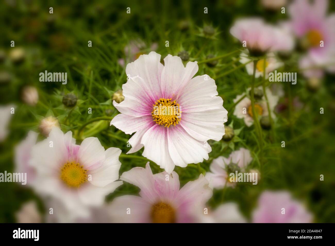 Cosmos hybrids hi-res stock photography and images - Alamy