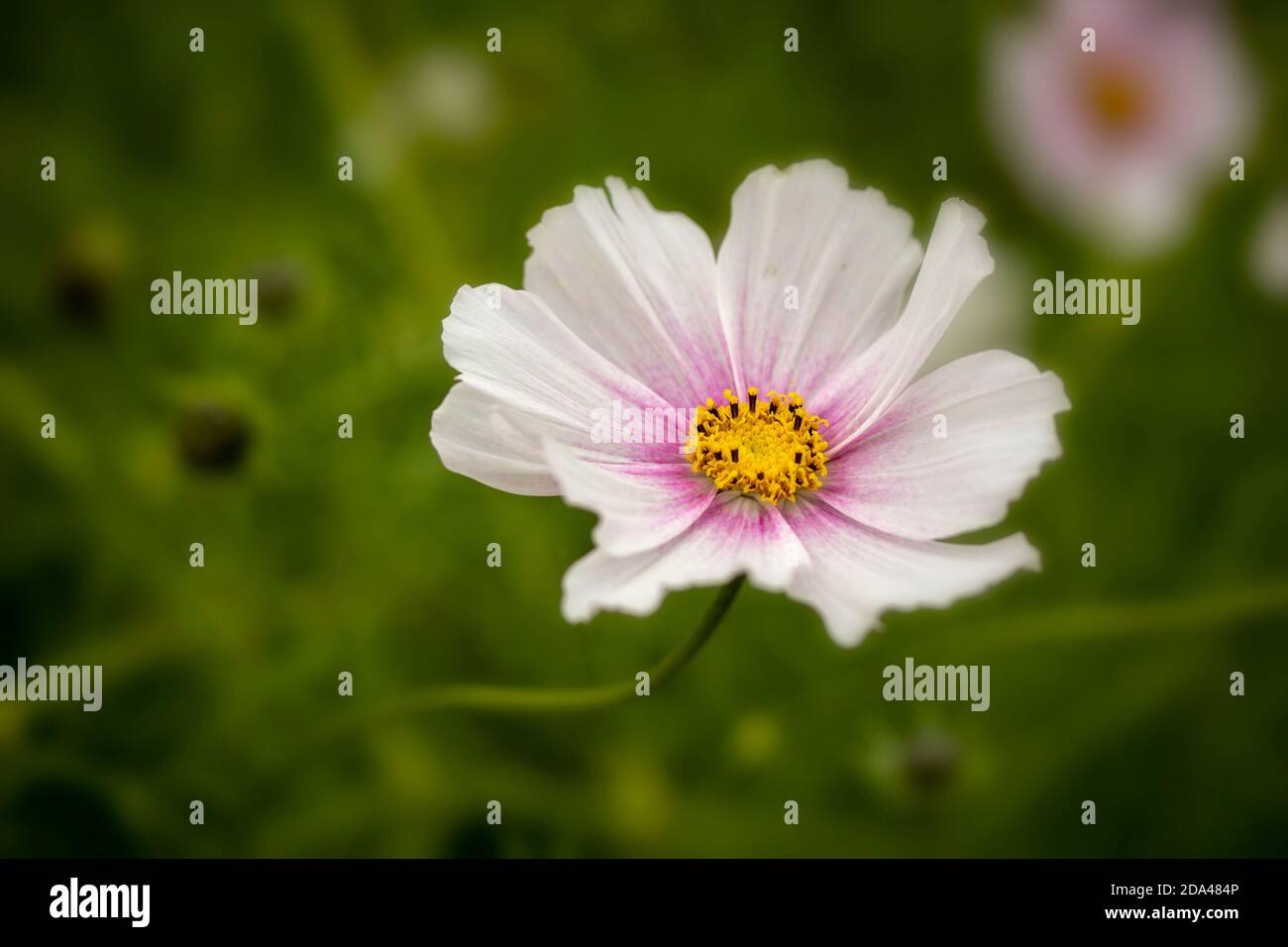 Cosmos hybrids hi-res stock photography and images - Alamy