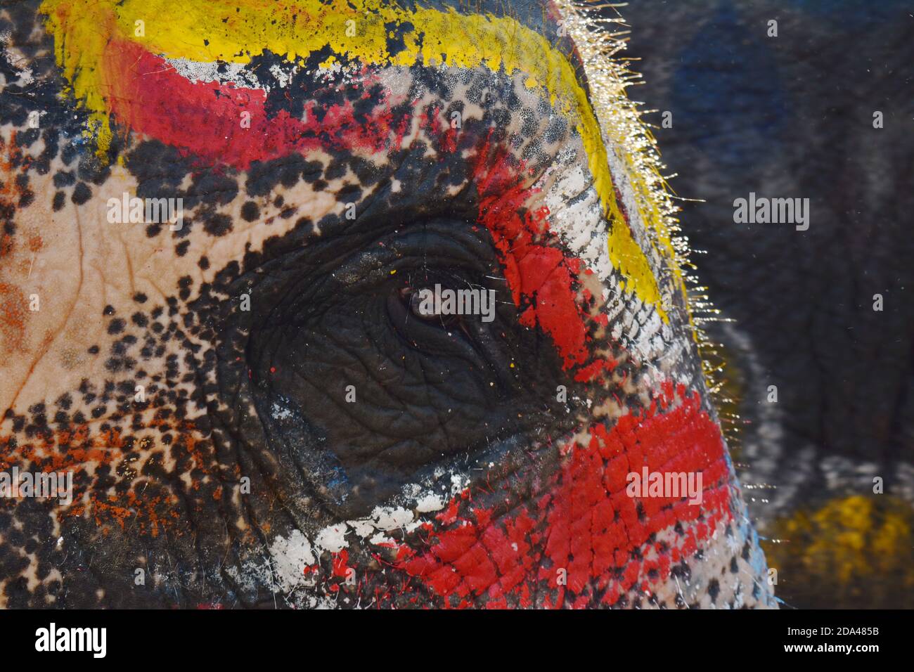 close up of elephant eye texture and background Stock Photo - Alamy
