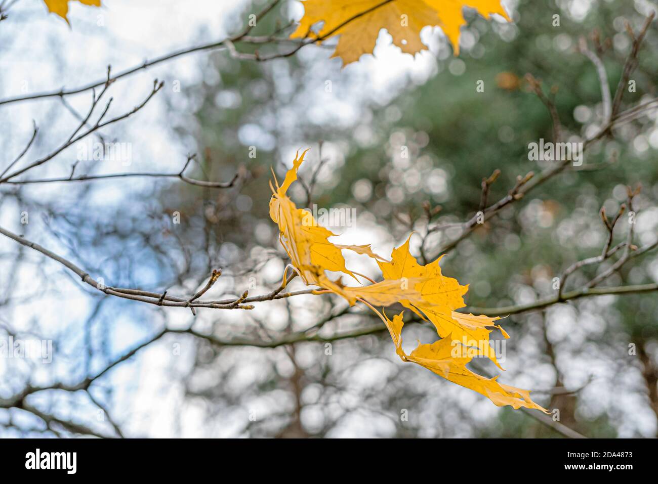 The last, yellow maple leaves on the tree. Concept, autumn is leaving. High quality photo Stock ...