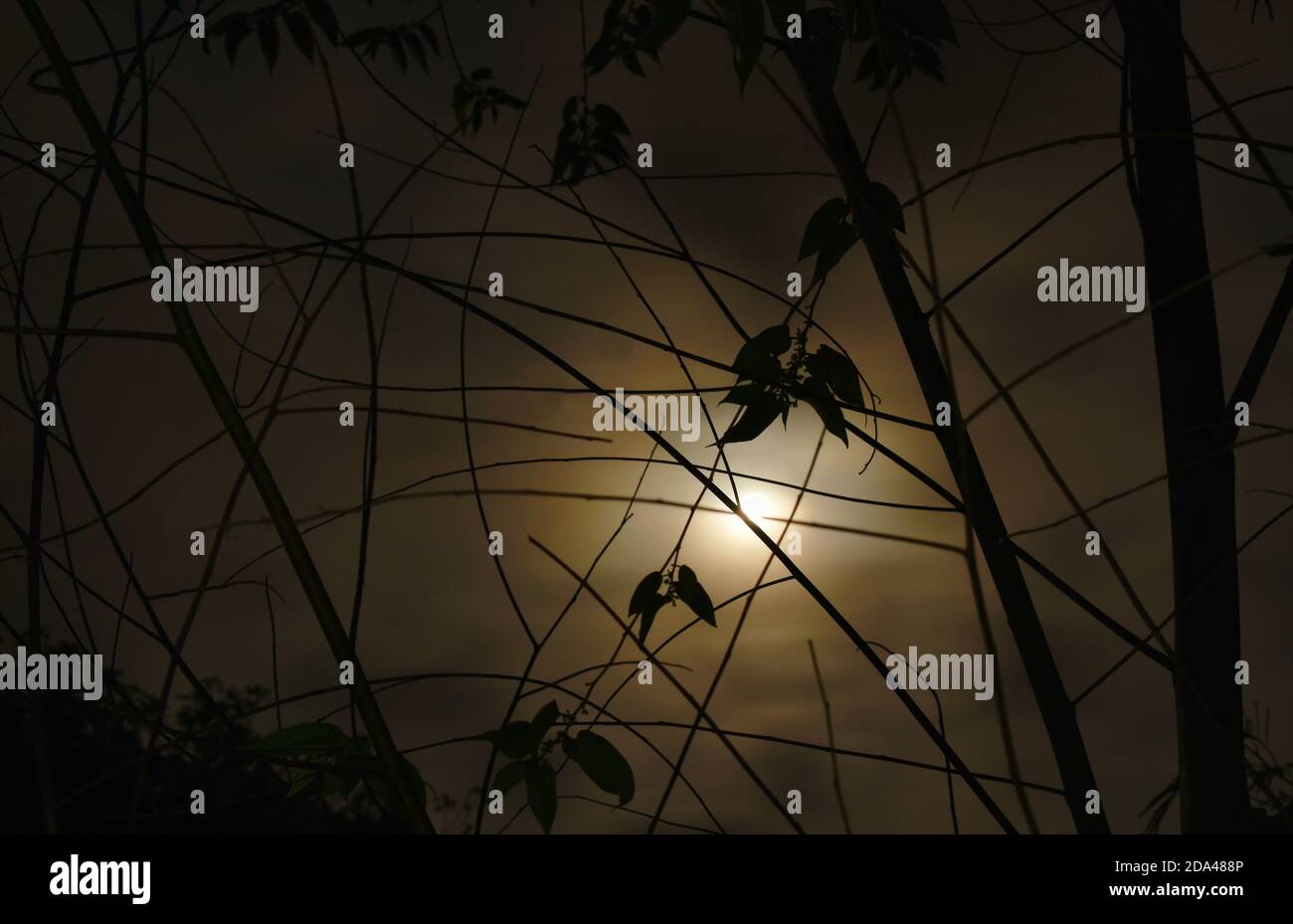 half moon spreading light behind tree branch in night Stock Photo - Alamy