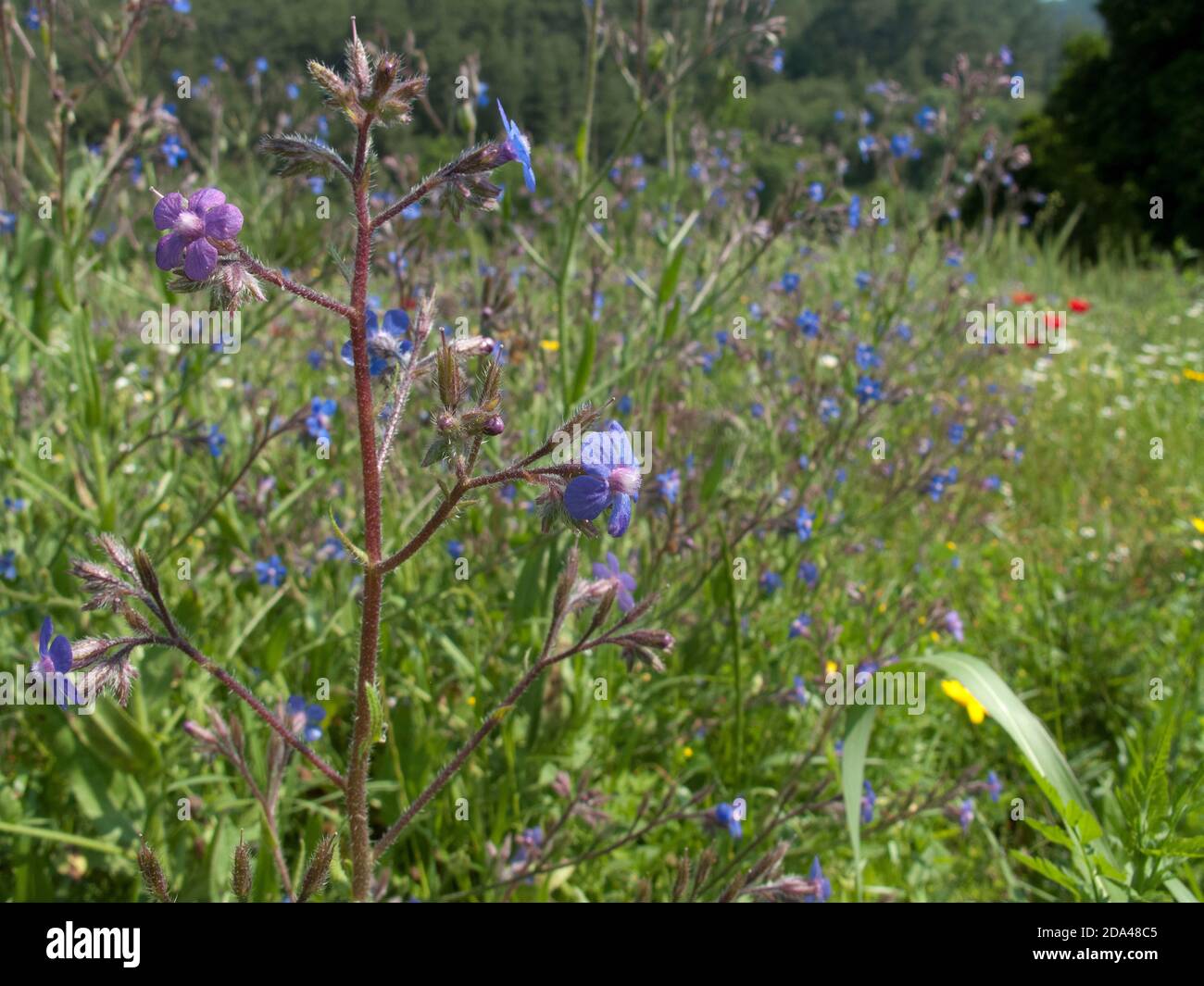 Italian bugloss (Anchusa azurea Stock Photo - Alamy