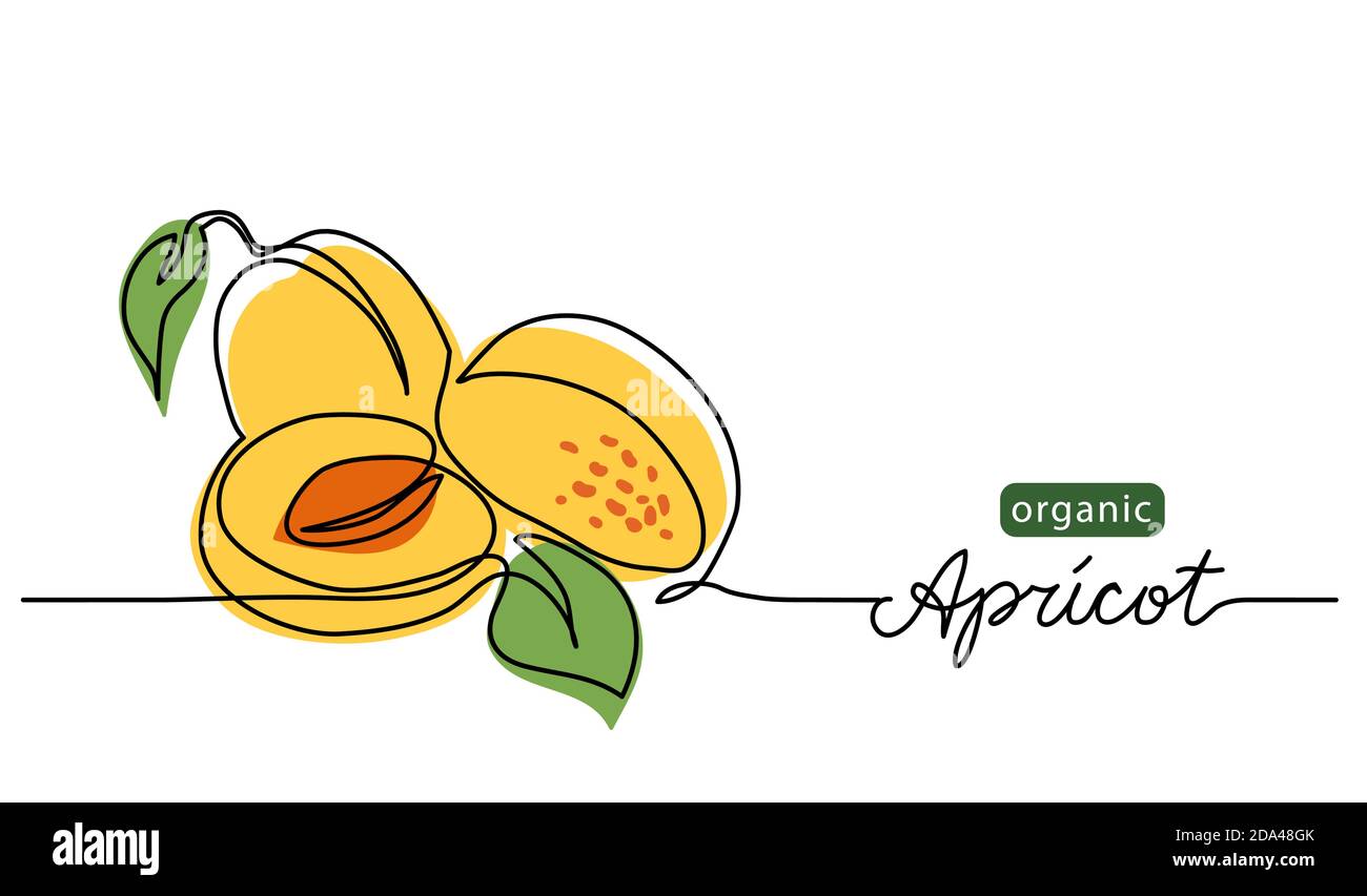 Apricot vector illustration. One line drawing art illustration with ...