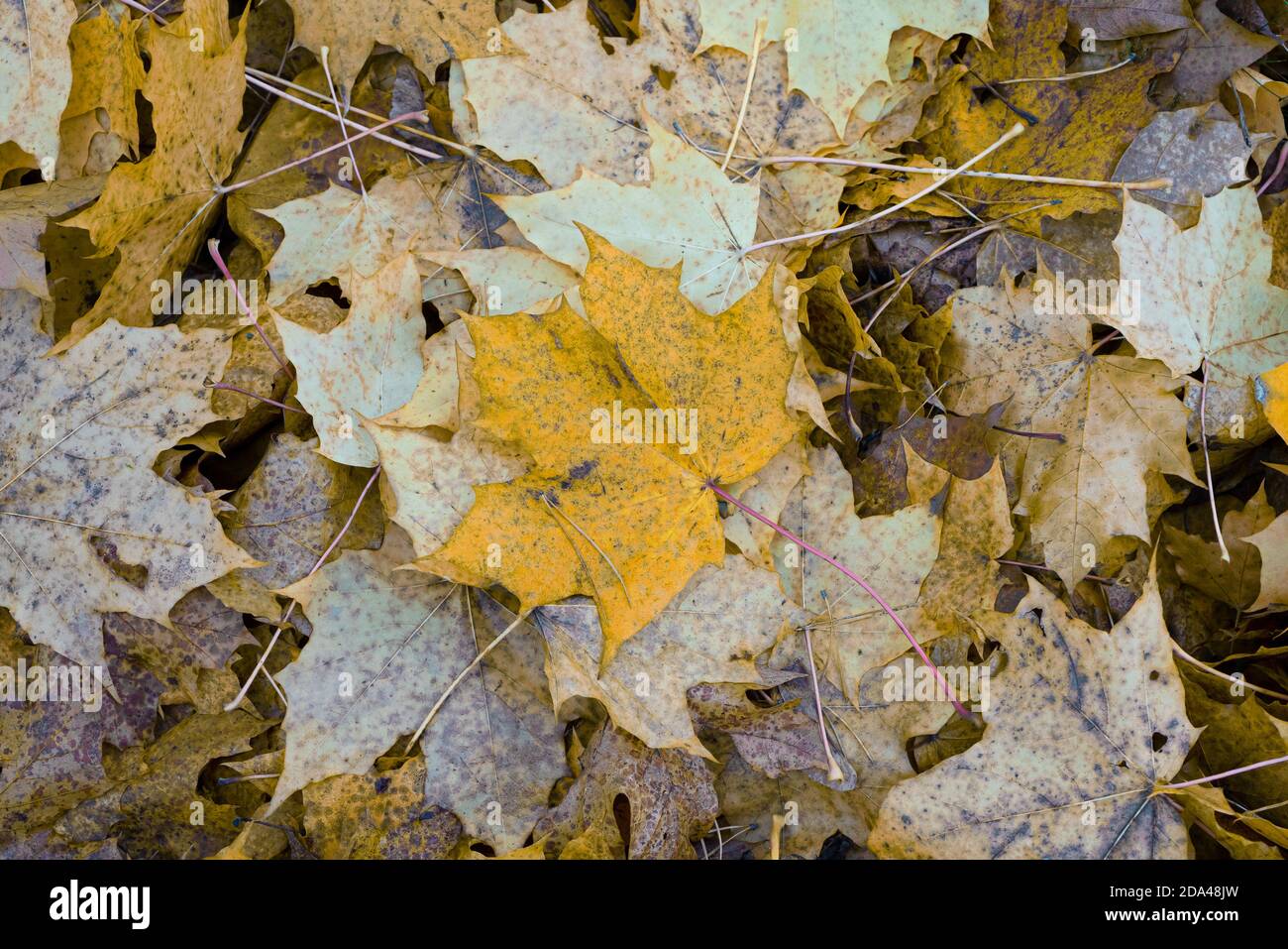 Old maple leaves on the ground, close-up. High quality photo Stock ...