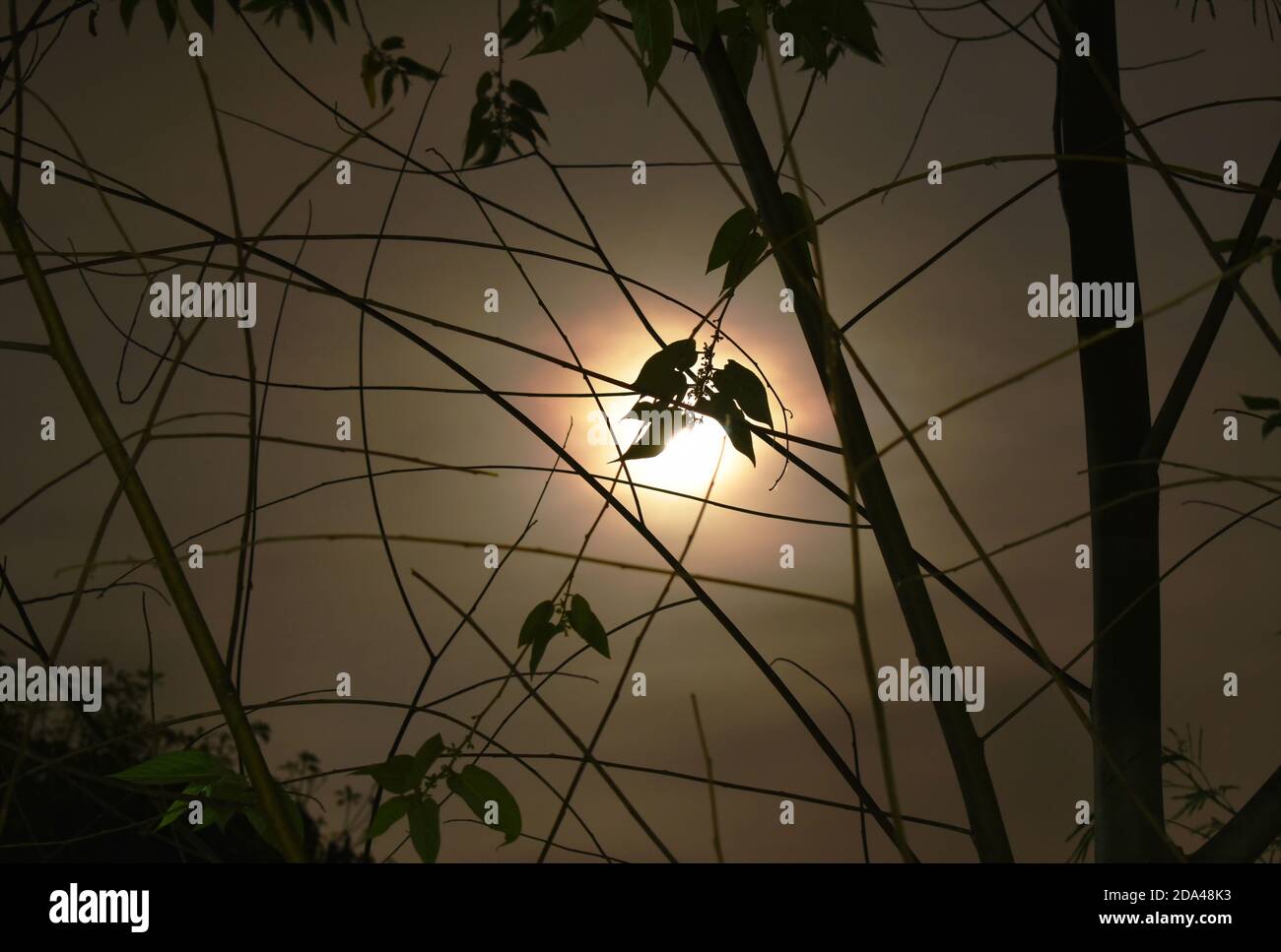 half moon spreading light behind tree branch in night Stock Photo - Alamy