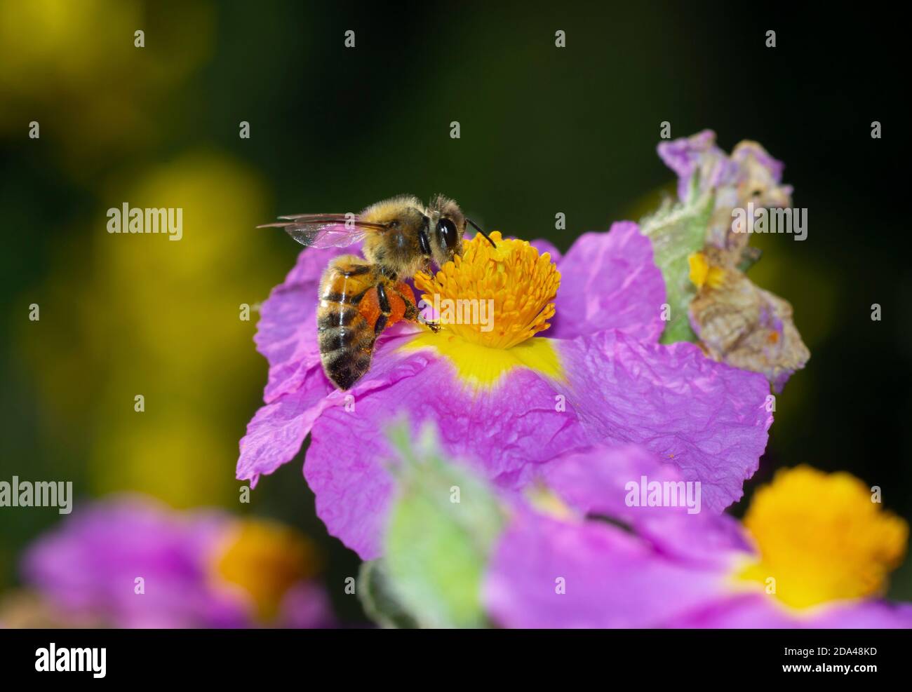closeup of honey bee pollinating on rock rose flower Stock Photo - Alamy