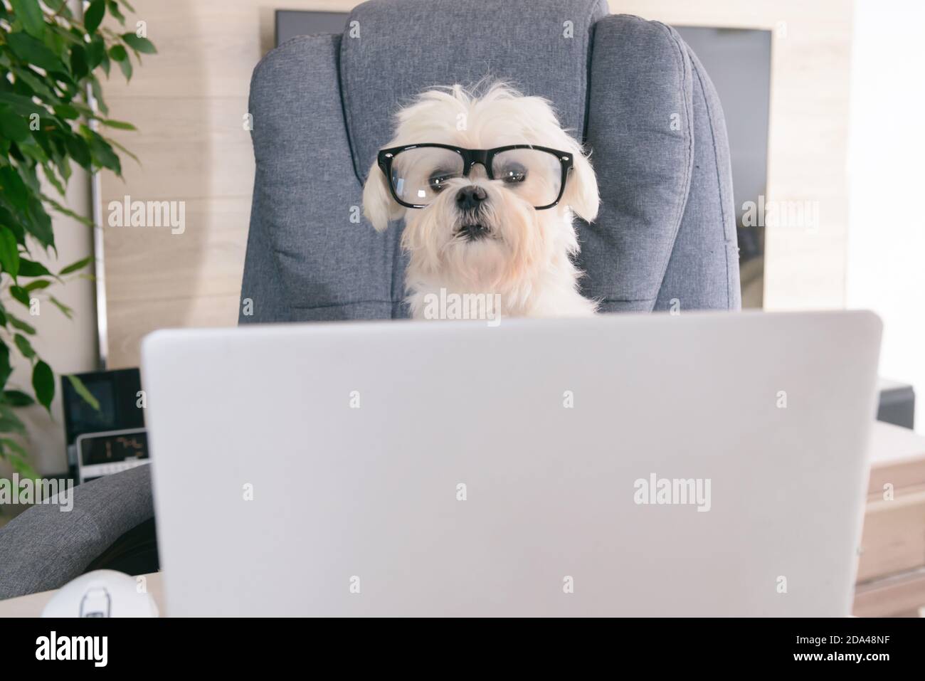 Dog On Computer Glasses