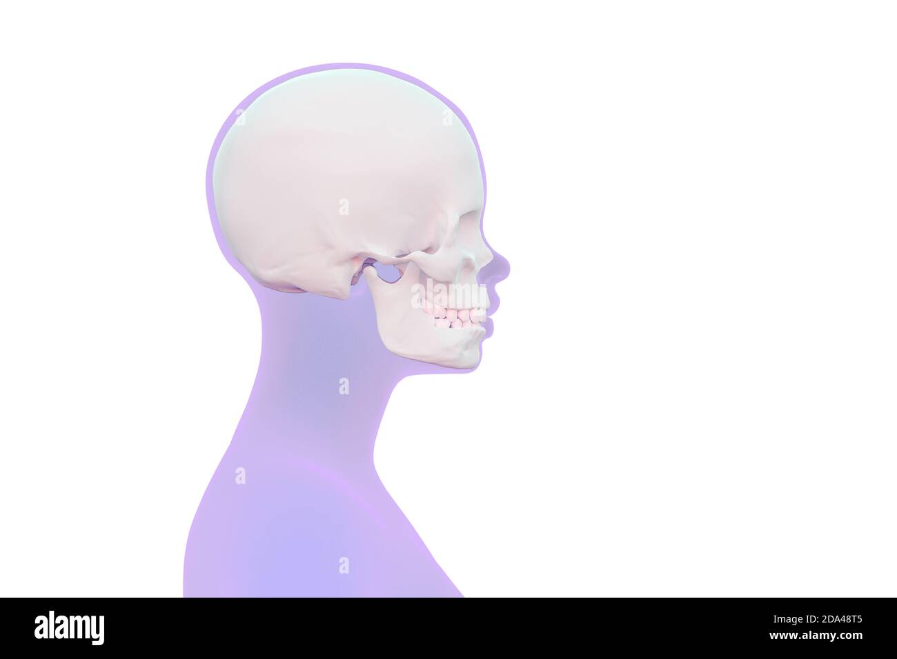 view of the skull in the human head, female head scan in profile ...