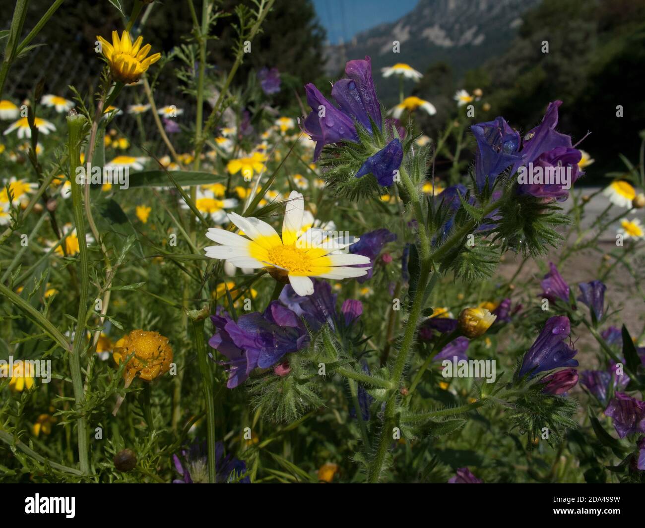 Roadside wildflowers hi-res stock photography and images - Alamy