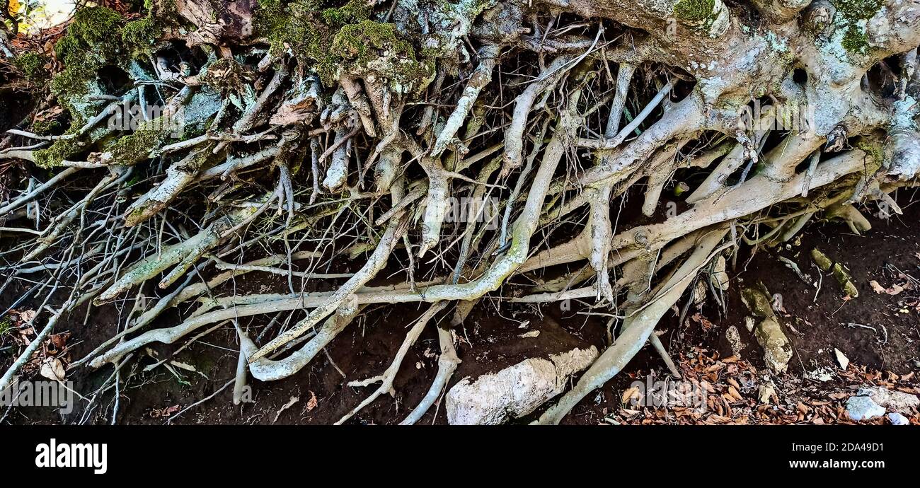 detail of tree roots Stock Photo - Alamy
