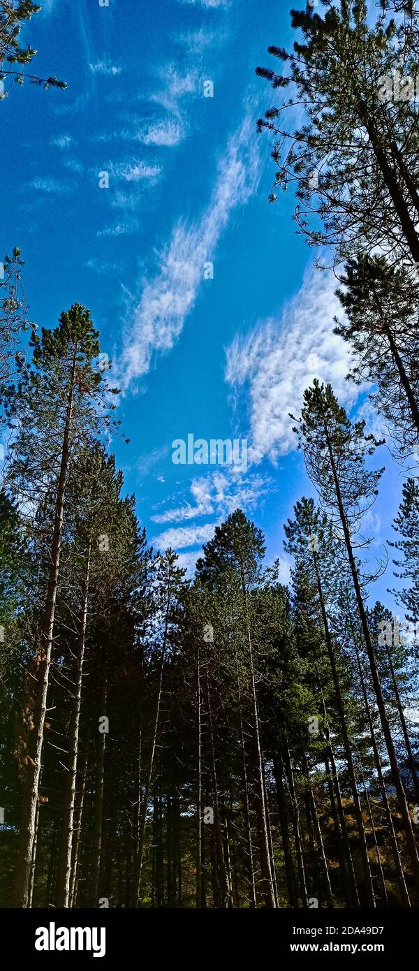 vertical view of pine trees and blue sky Stock Photo - Alamy