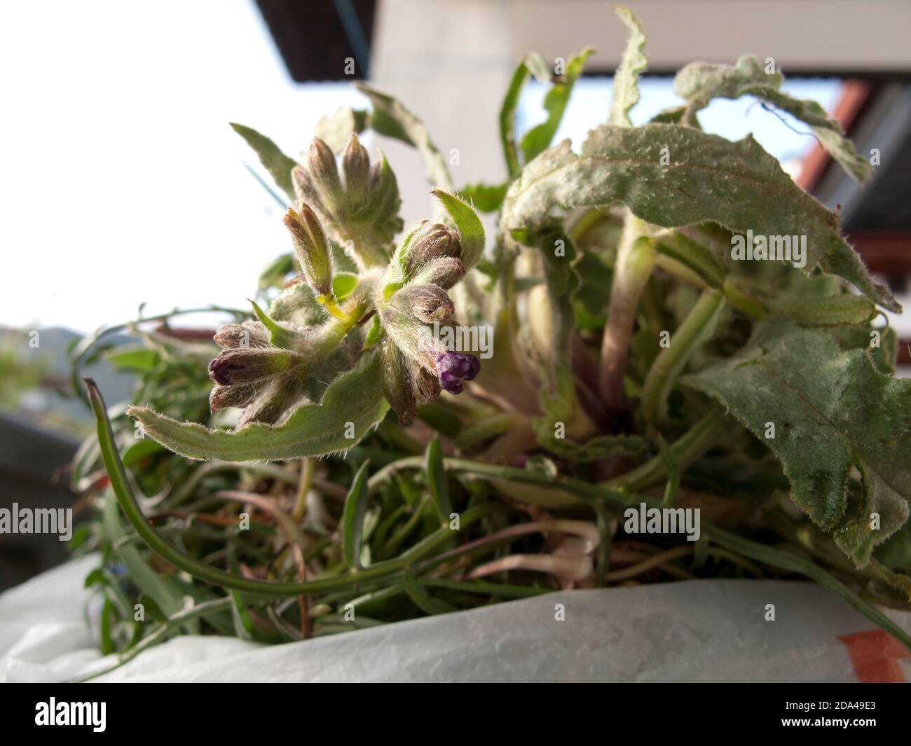 Foraged spring greens sold on a rural market in Turkey including ...