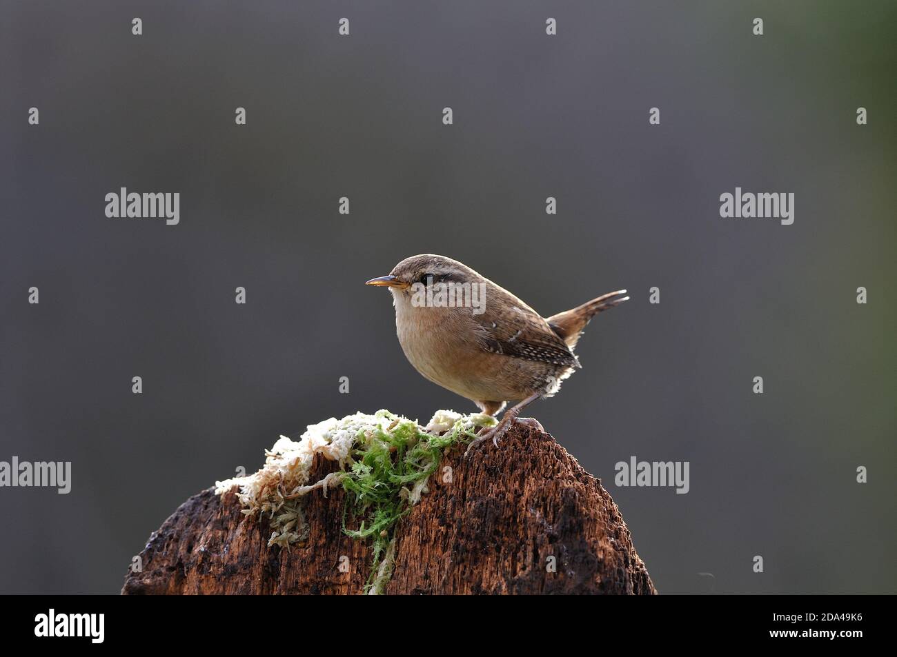 Uk aduit bird hi-res stock photography and images - Alamy