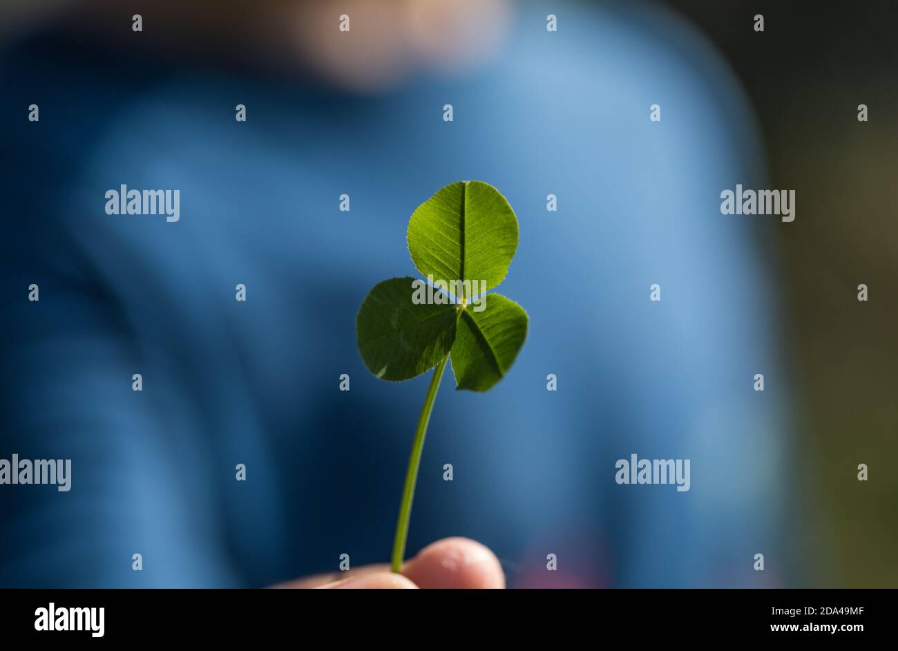 Close up of a hand holding a Three-leaf clover over nature background ...