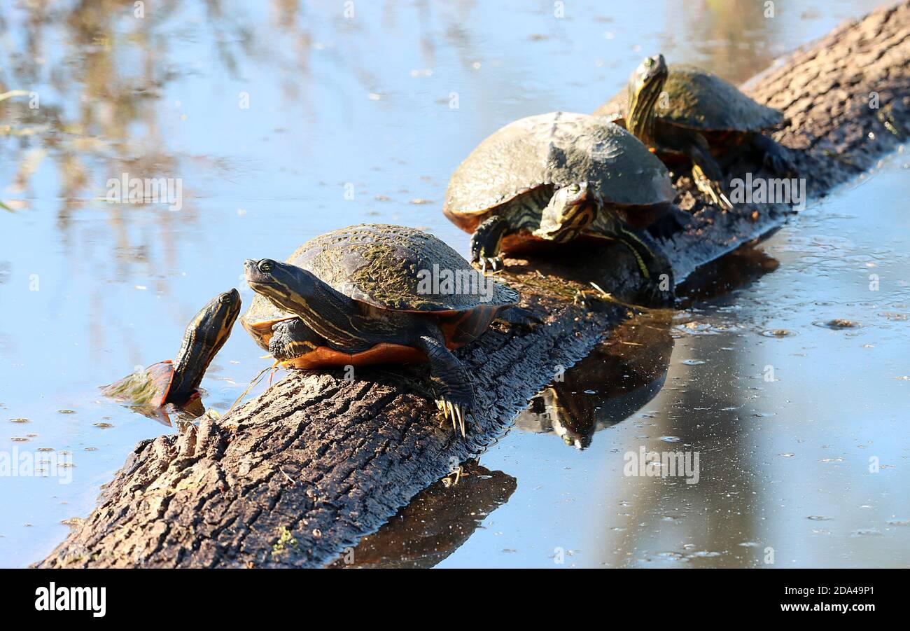 Apex, North Carolina, USA. 9th Nov, 2020. Two Painted Turtles share a ...