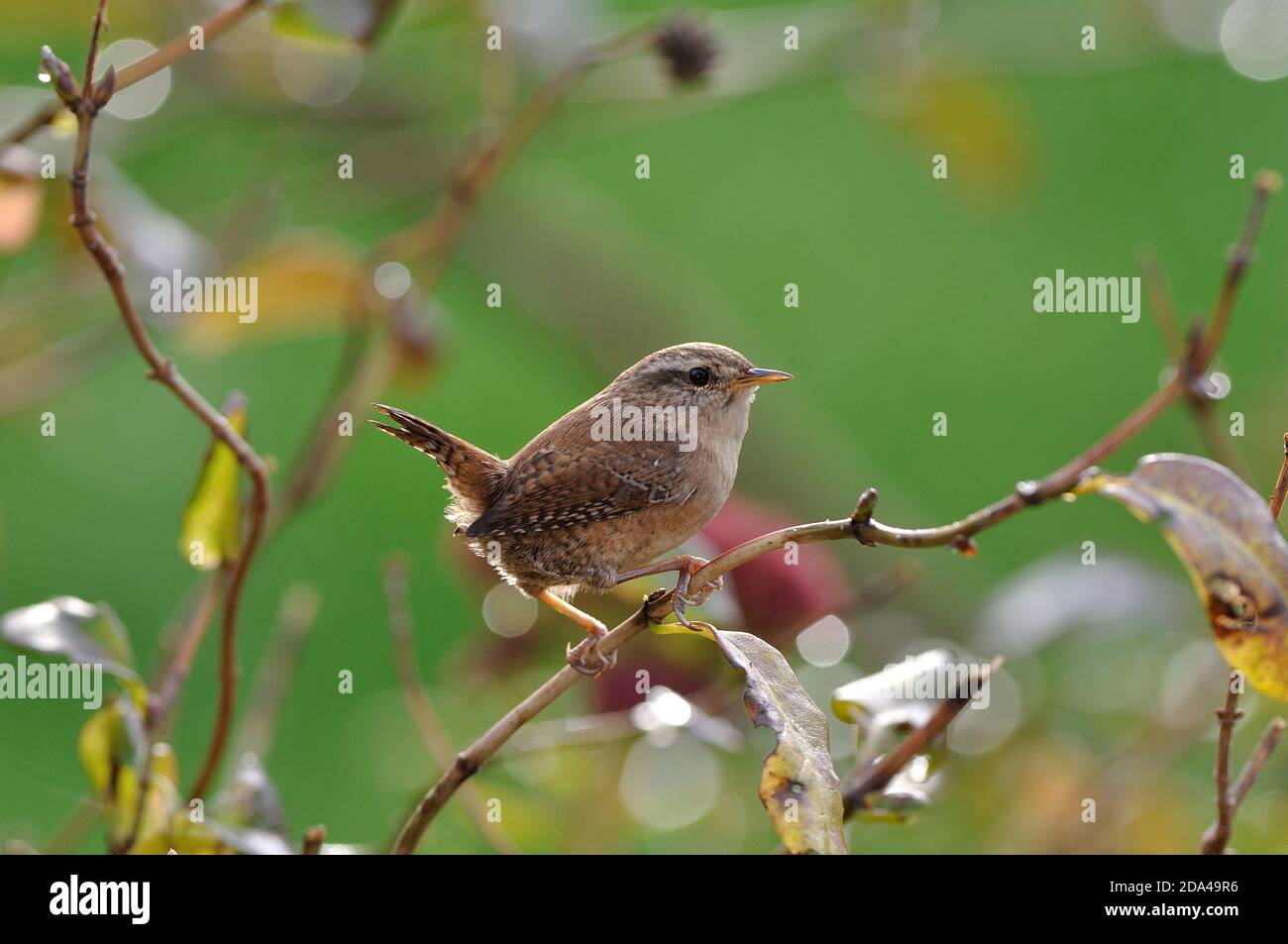 Uk aduit bird hi-res stock photography and images - Alamy