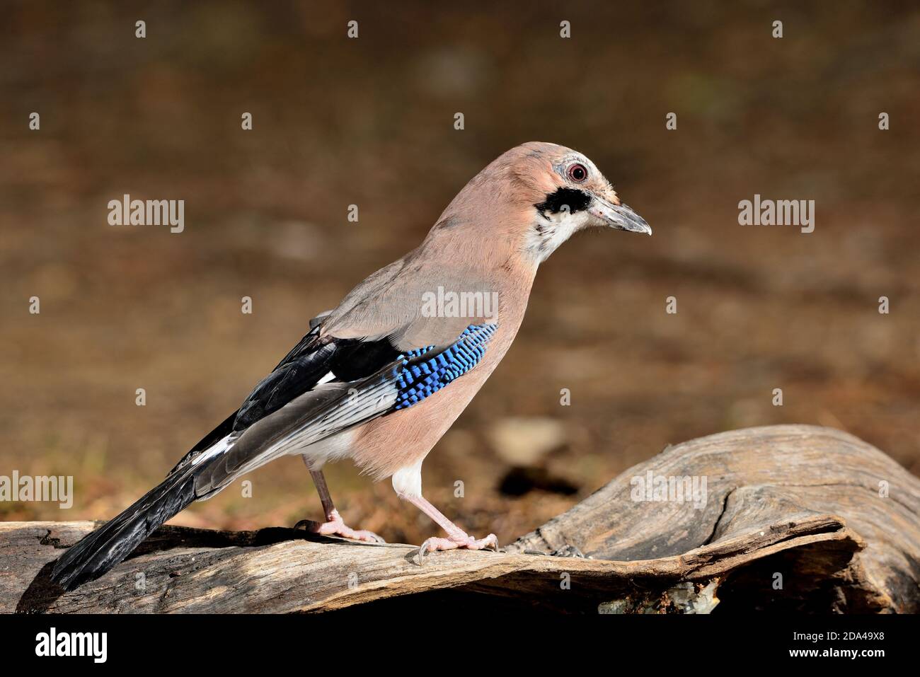 Eurasian Jay Flying High Resolution Stock Photography and Images - Alamy