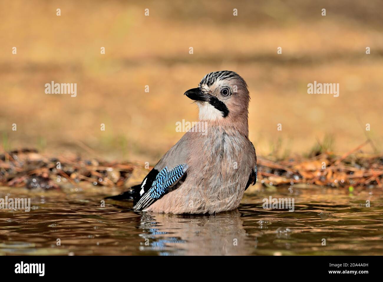 Eurasian Jay Flying High Resolution Stock Photography and Images - Alamy