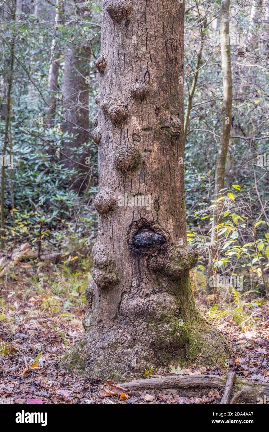 A large old tree with several burls of different shapes and sizes ...
