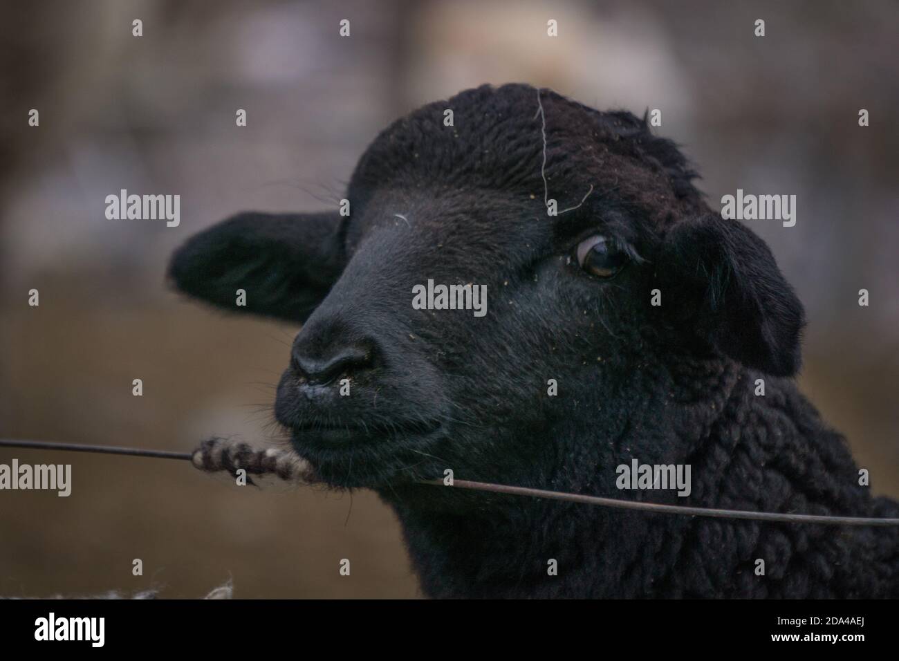 Closeup of black sheep behind the fences in a farm against a blurry ...