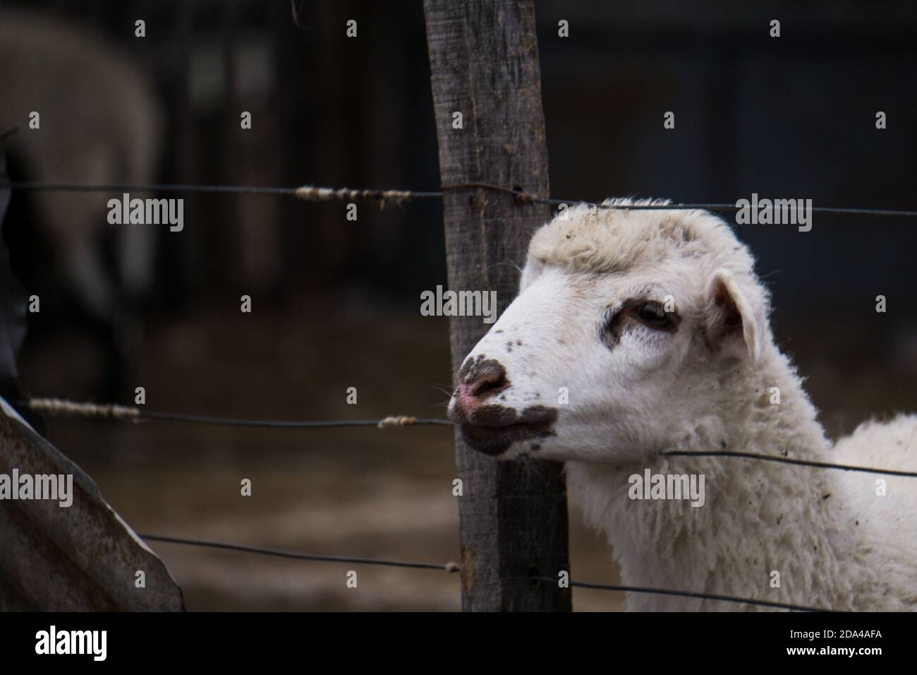 Closeup of white sheep behind the fences in a farm with a dark blurry ...