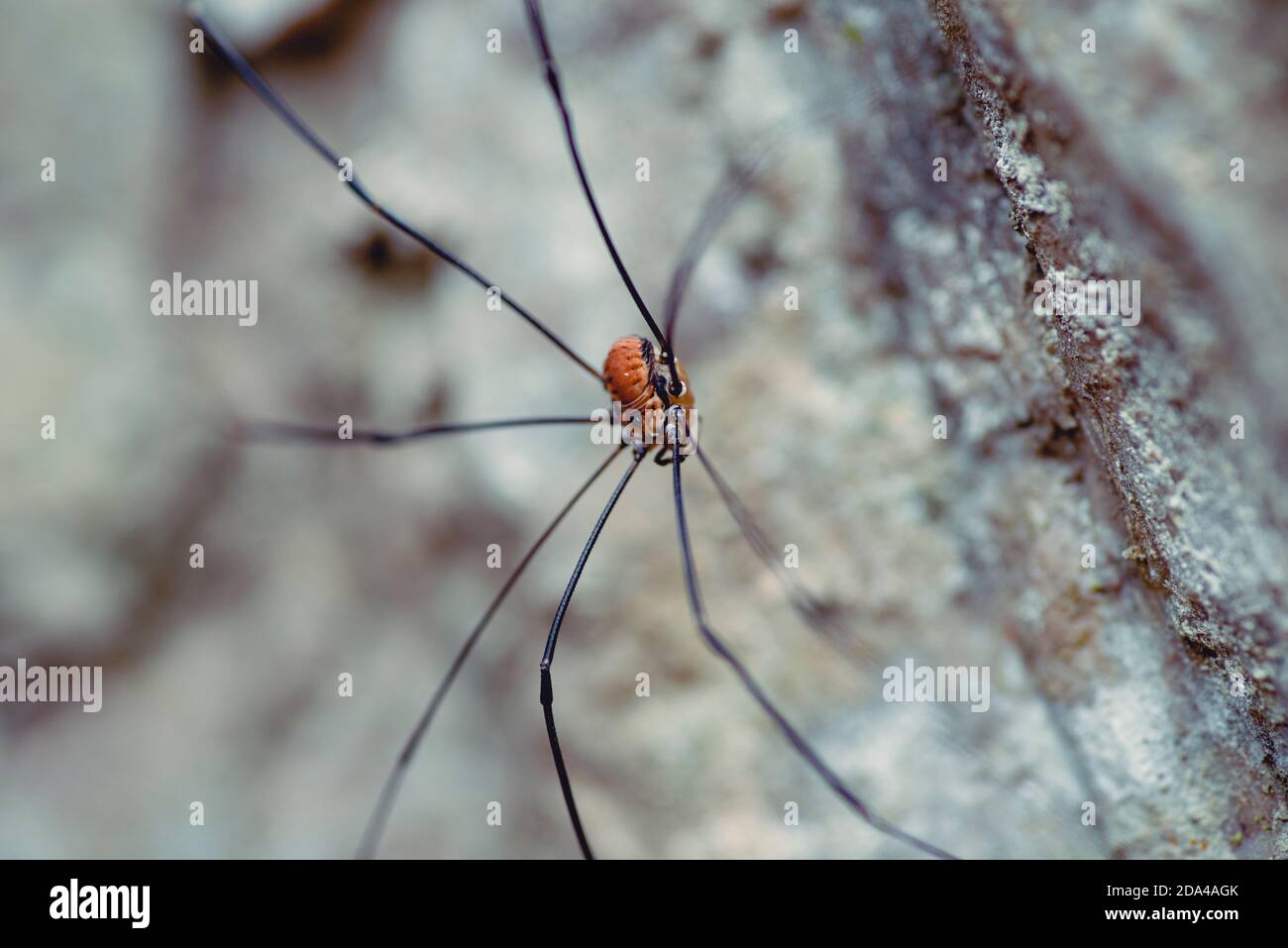 Opiliones spider hi-res stock photography and images - Alamy