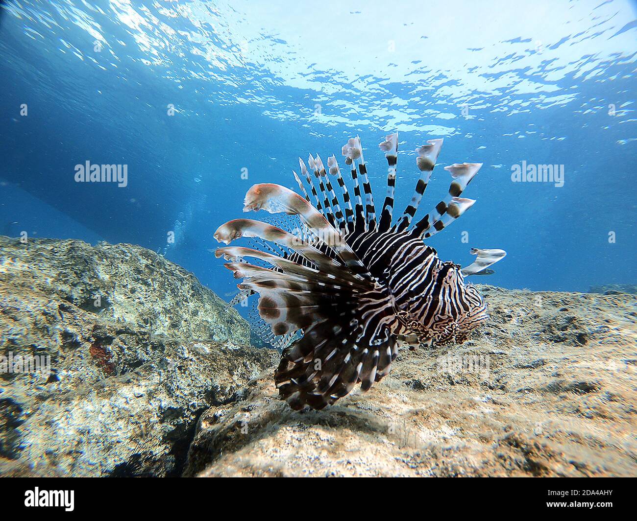 Lion Fish in Turkey Antalya KaÅŸ Stock Photo - Alamy