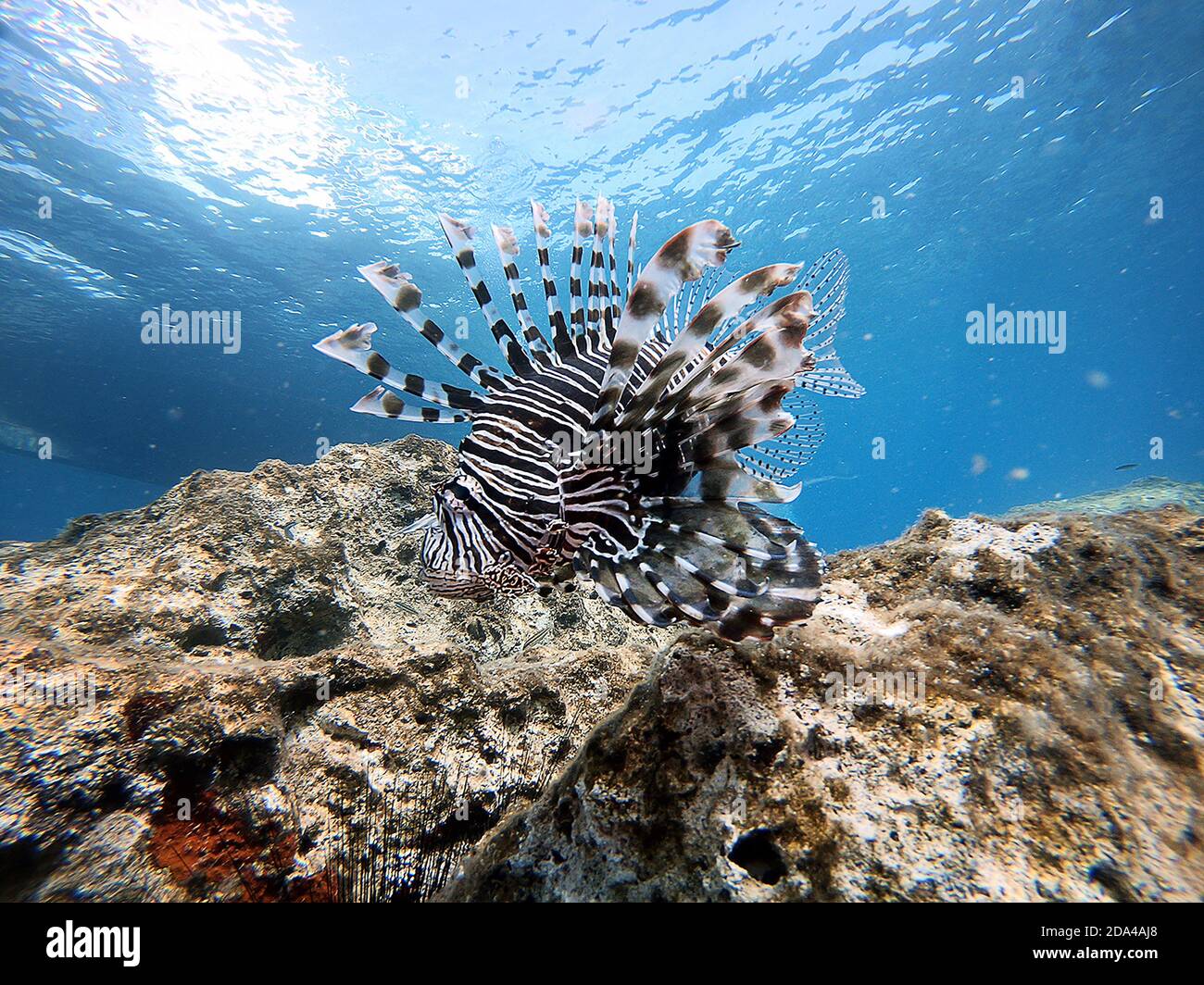 Lion Fish in Turkey Antalya KaÅŸ Stock Photo - Alamy