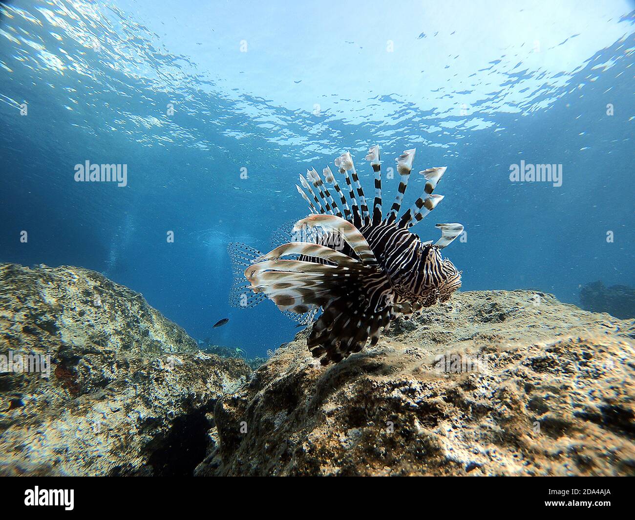 Lion Fish in Turkey Antalya KaÅŸ Stock Photo - Alamy