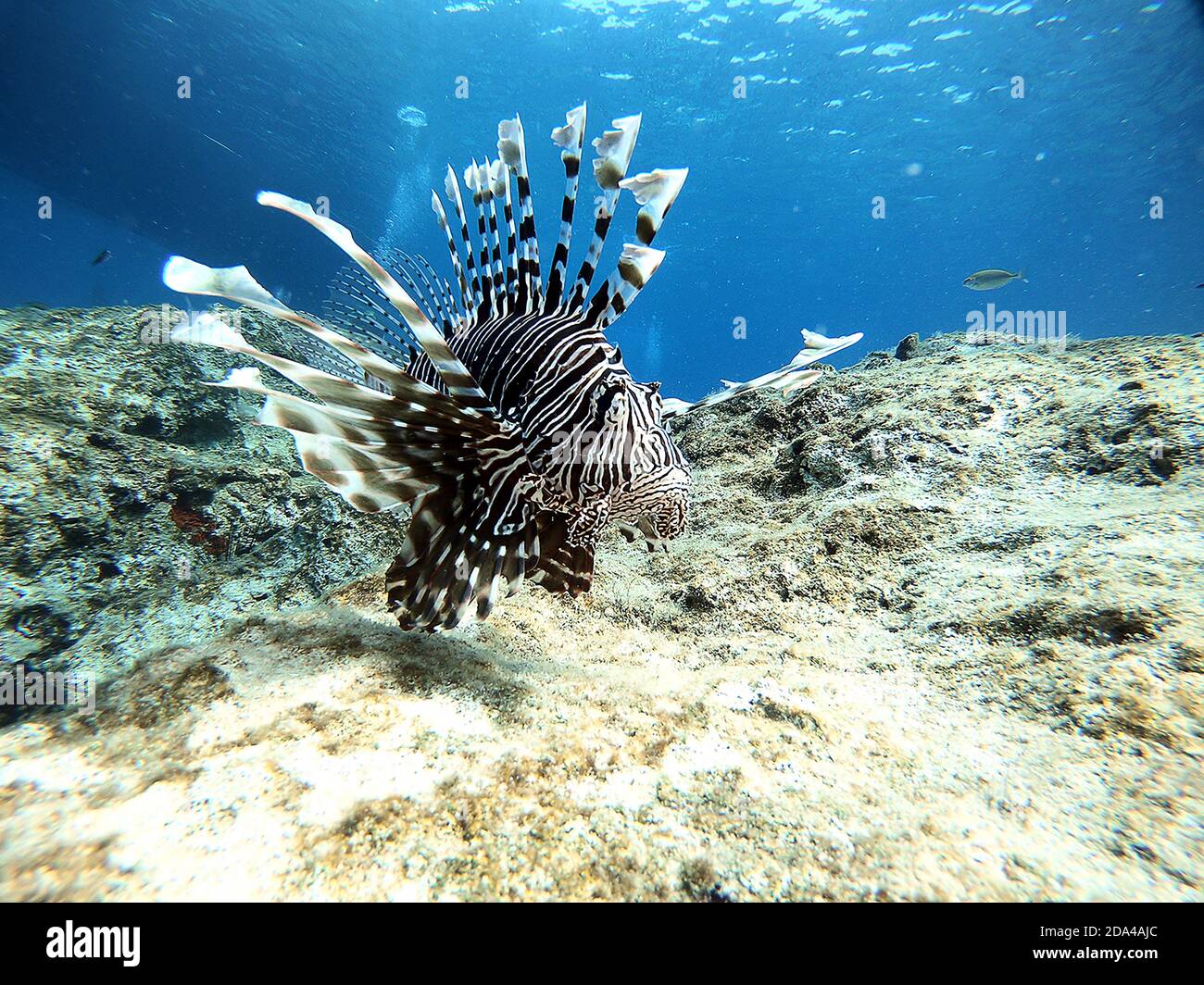 Clear fin lionfish hi-res stock photography and images - Alamy