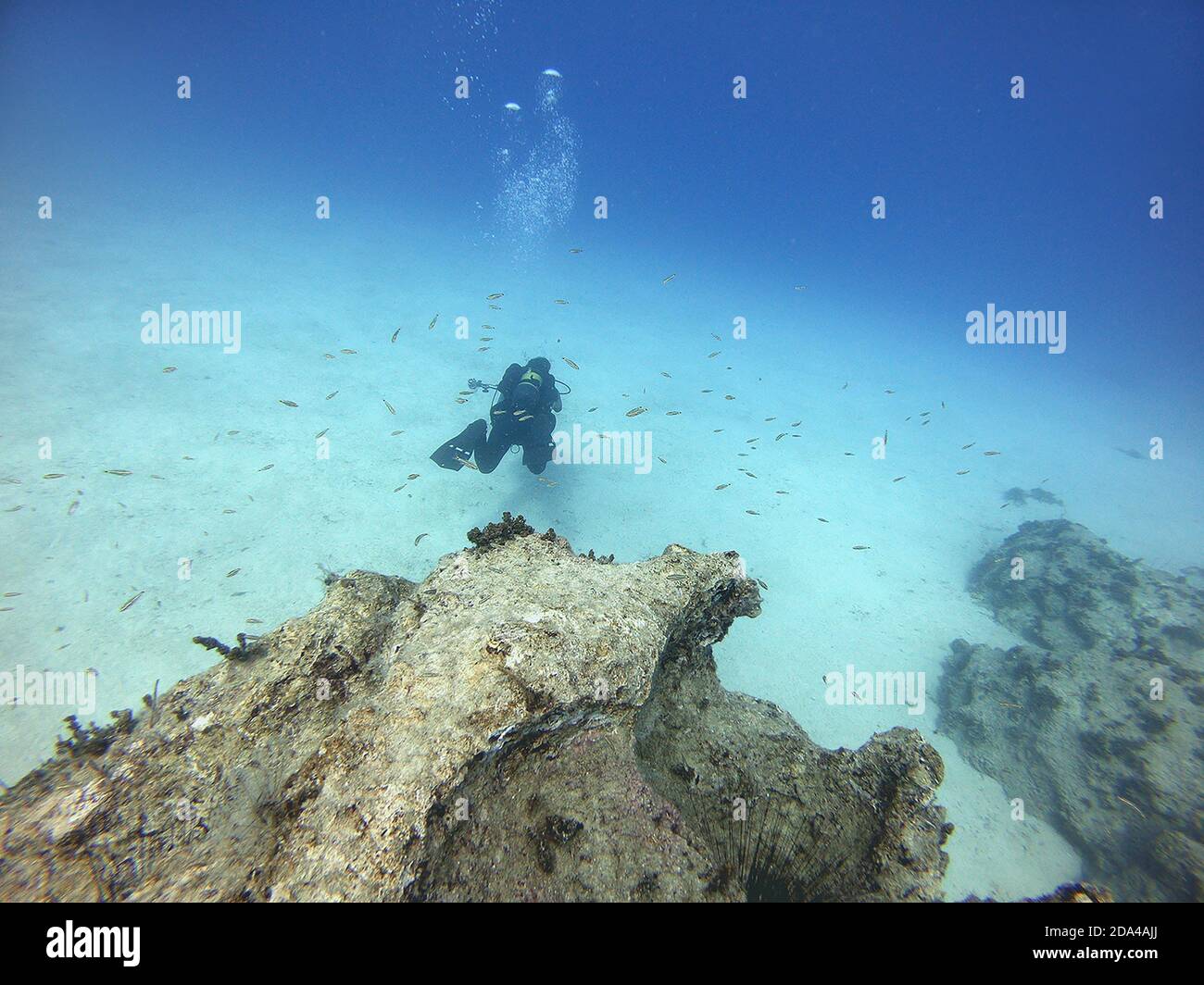Coral turkey hi-res stock photography and images - Alamy