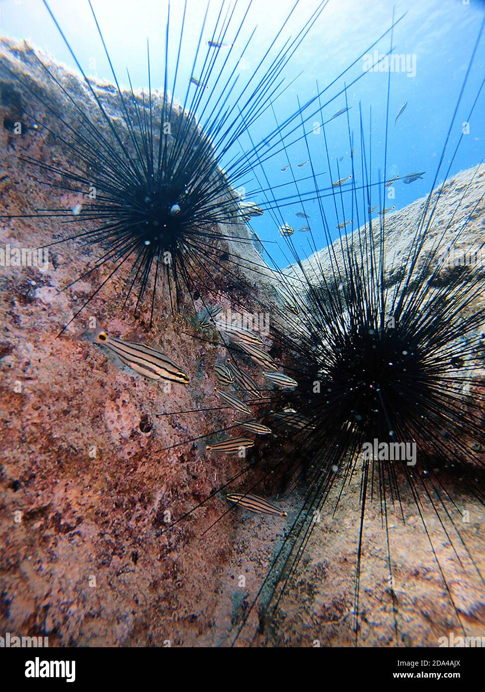 Tropical fish in sea urchins.Antalya Turkey Stock Photo - Alamy