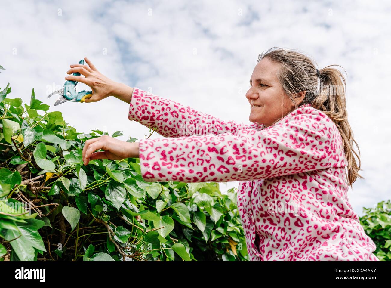Woman with scissors pruning green ivy in a garden. Horizontal photo ...