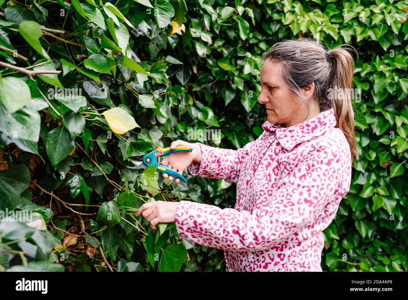Woman with scissors pruning green ivy in a garden. Horizontal photo ...