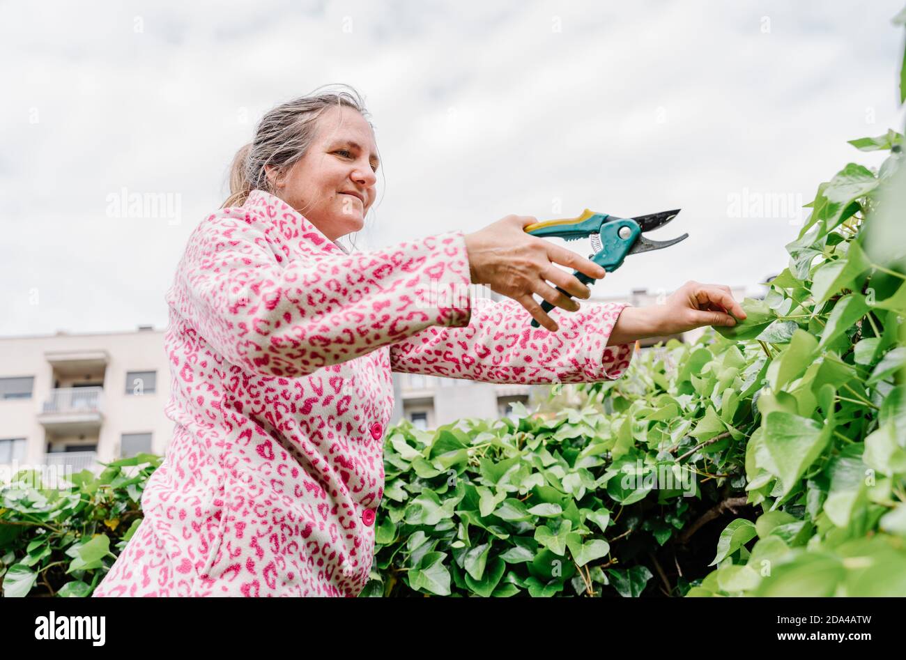 Woman with scissors pruning green ivy in a garden. Horizontal photo ...