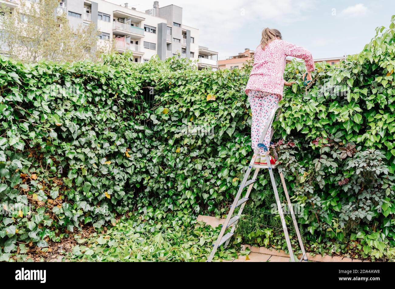 Woman with scissors pruning green ivy in a garden. Horizontal photo ...