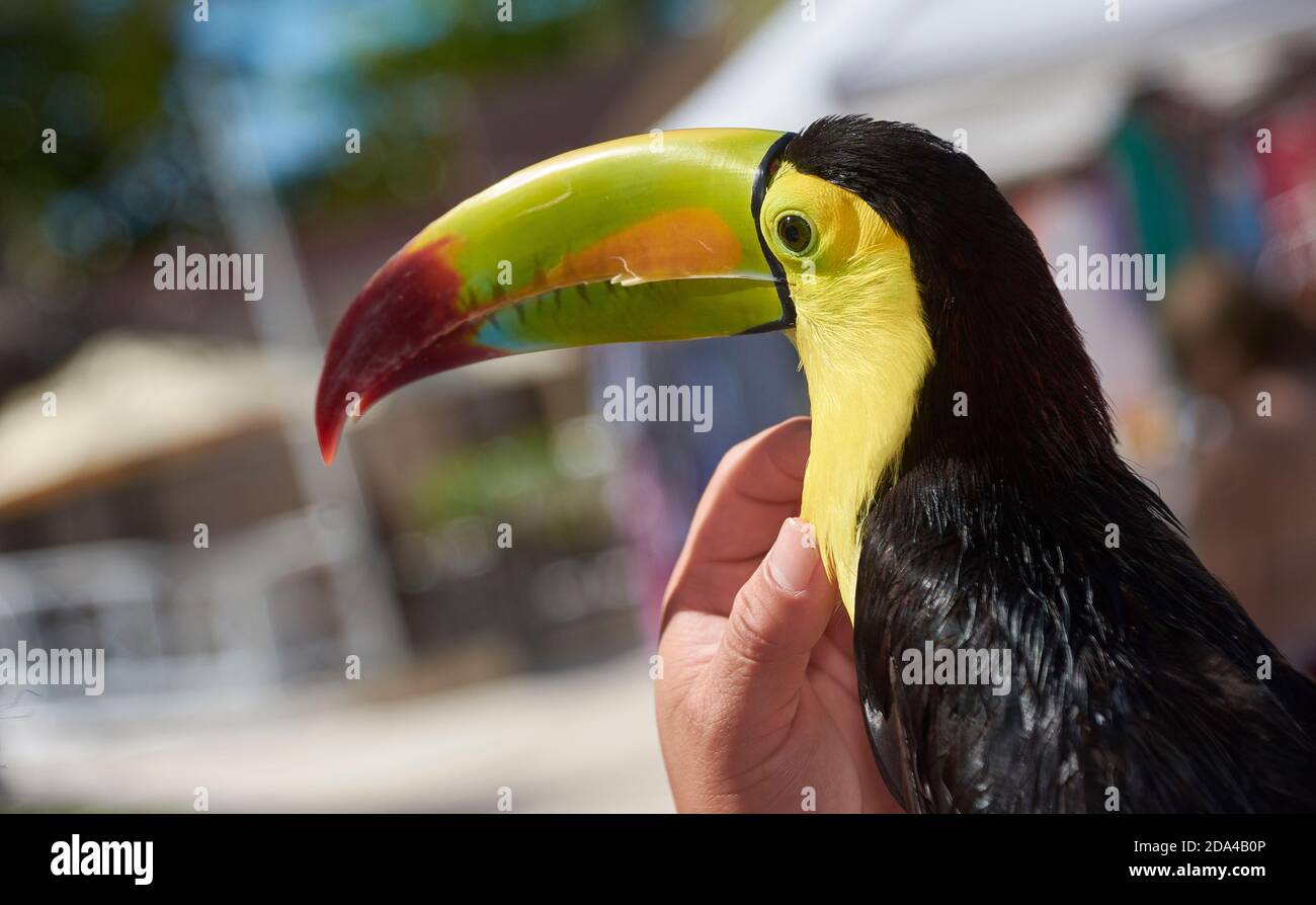 Baby Keel Billed Toucan