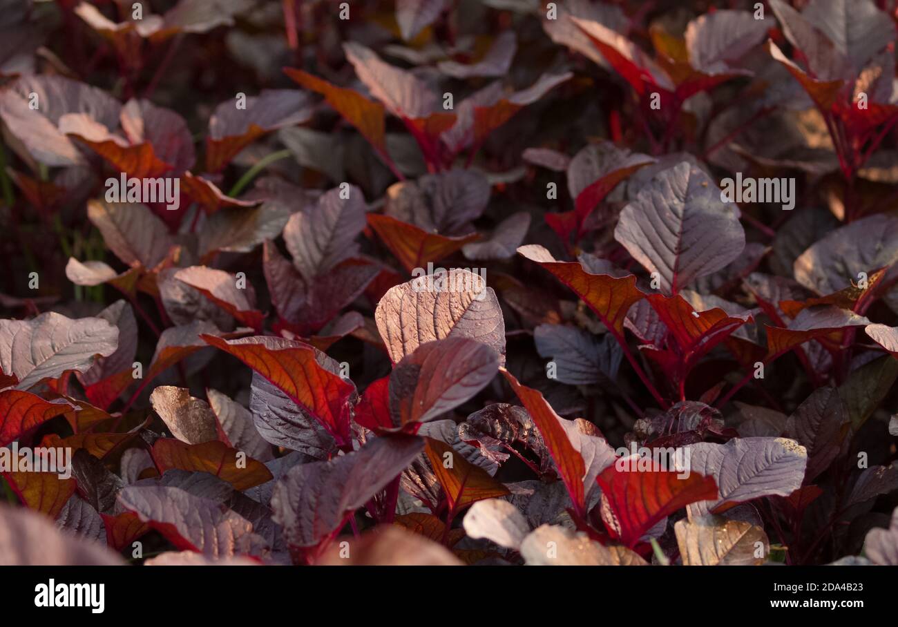 Bread tree leaves hi-res stock photography and images - Alamy