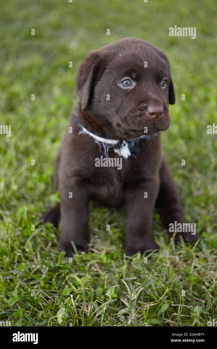 Sweet labrador puppy #4 Stock Photo - Alamy