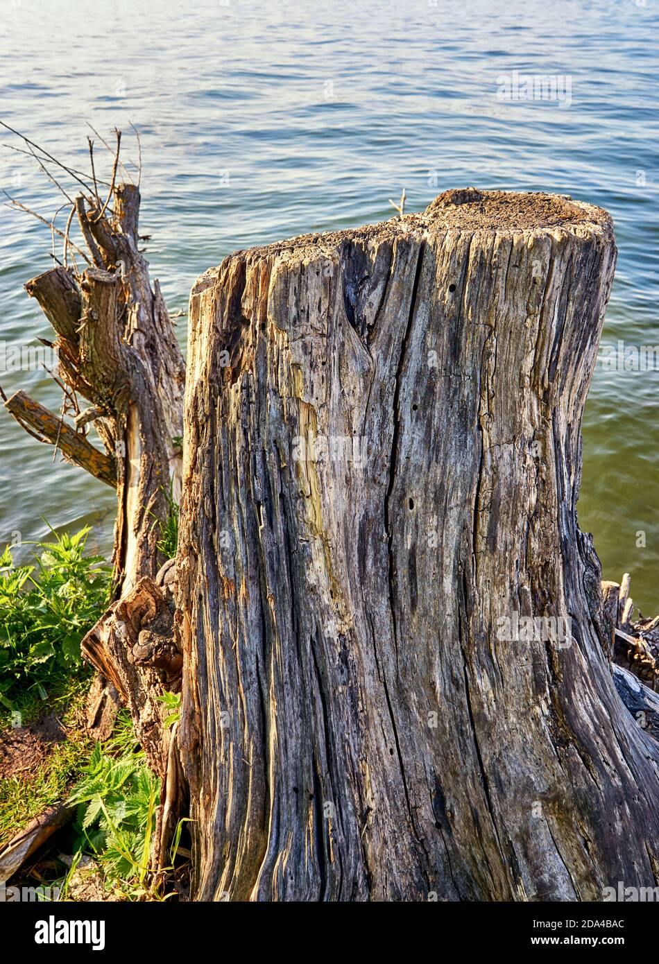 Weathered wooden tree trunk by the lake Stock Photo - Alamy