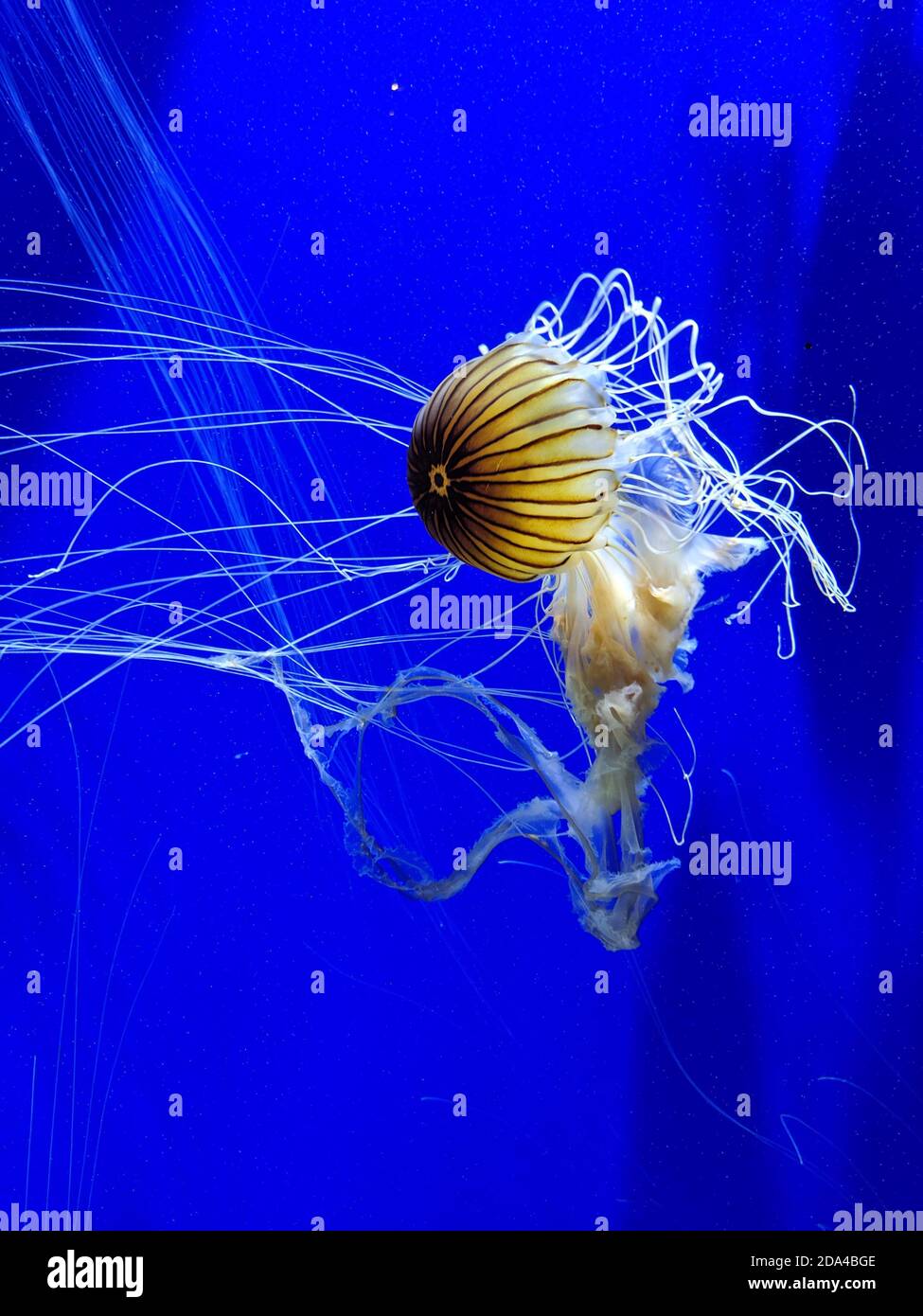 Jellyfish swimming in blue water. Marine animals, medusa with floating ...