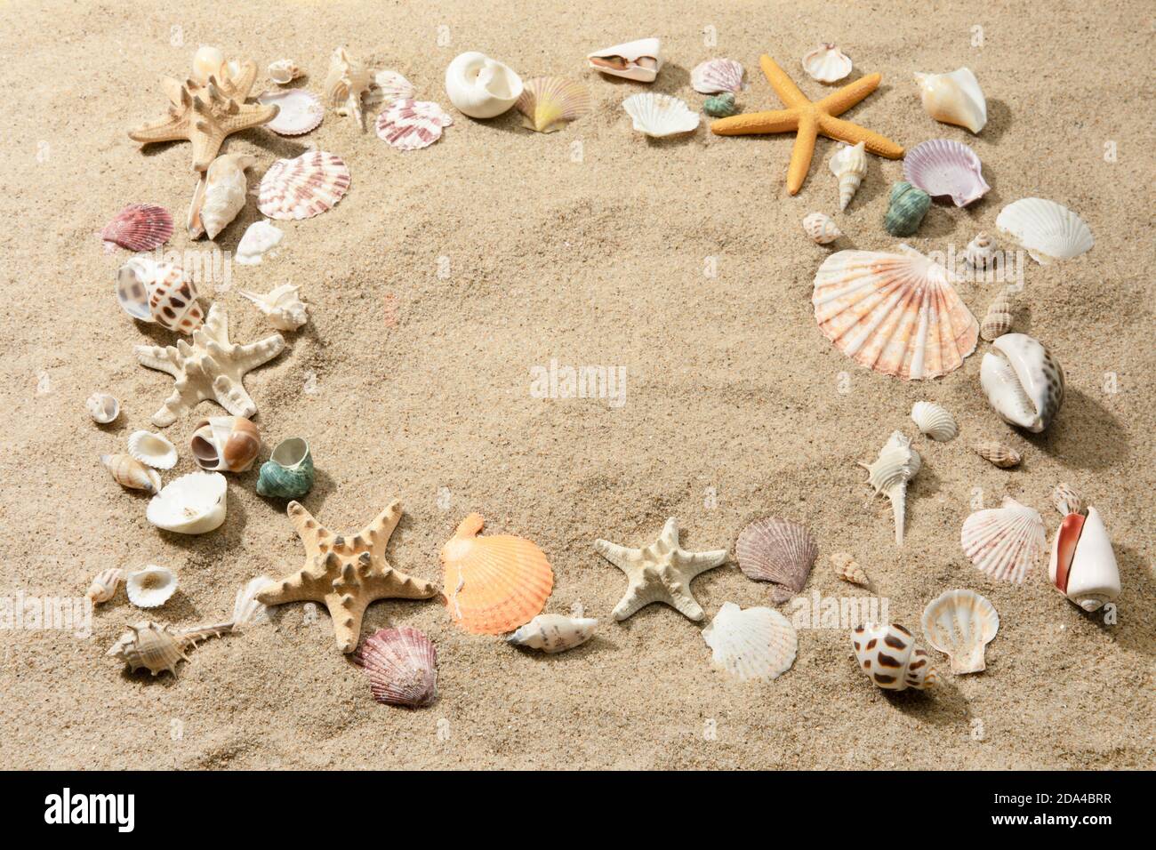 Closeup of a variety of starfishes and seashells placed in a circle on ...