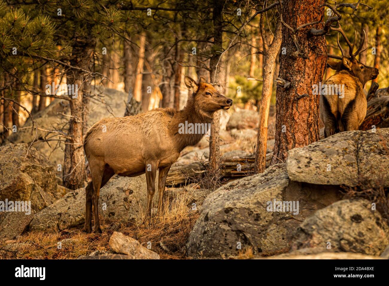 Curious deer in the brushwood, Rocky Montain National Park, Colorado ...