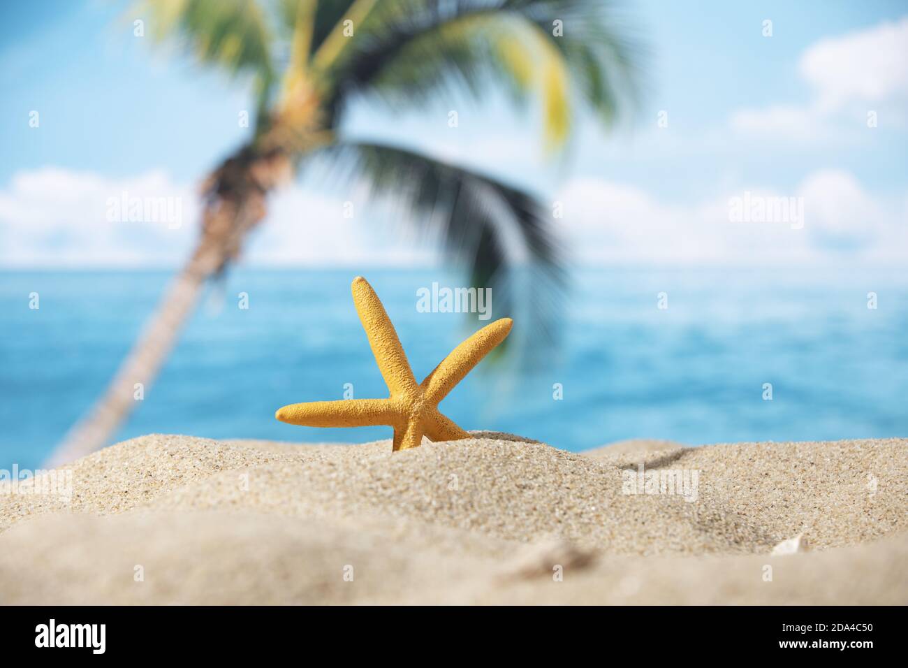 Closeup of a tiny starfish in the sand on a tropical background of a ...