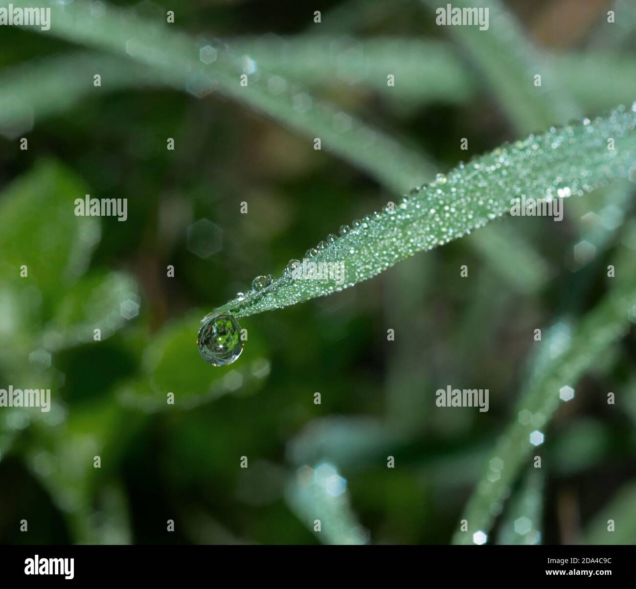 Blade grass dew drop hi-res stock photography and images - Alamy