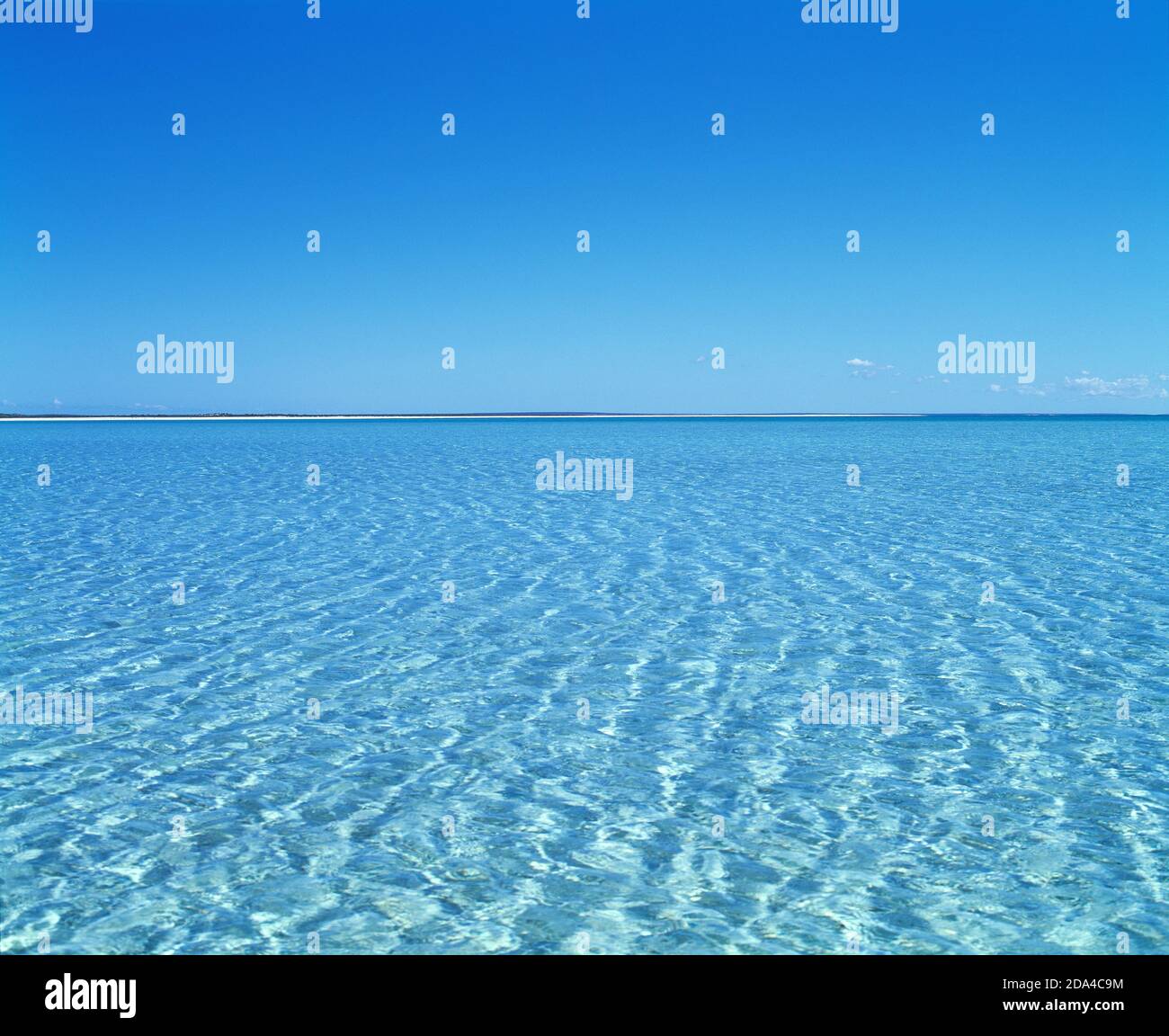 Shark blue water background hi-res stock photography and images - Alamy