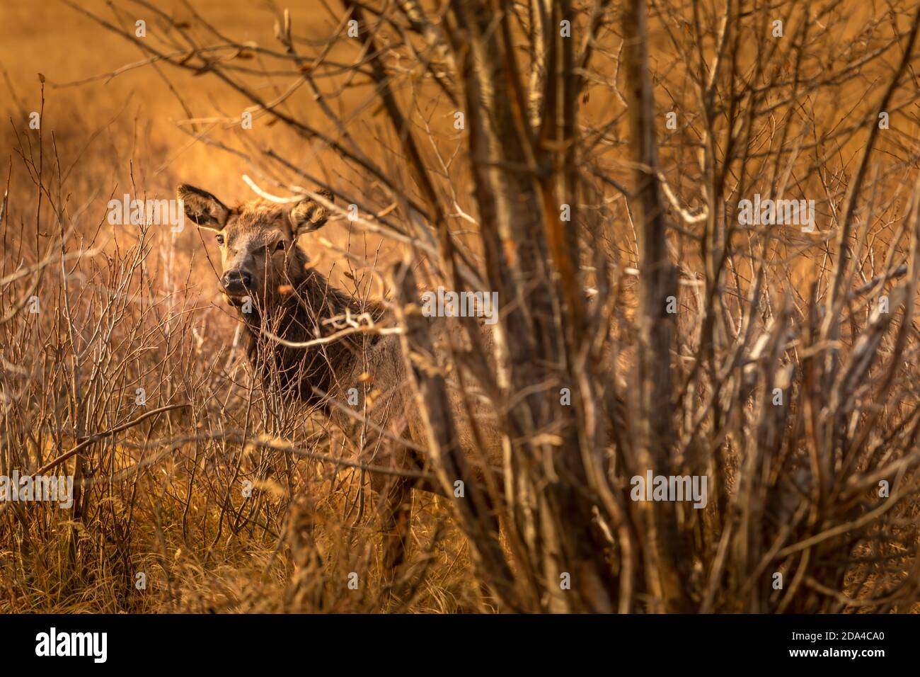 Curious deer in the brushwood, Rocky Montain National Park, Colorado ...