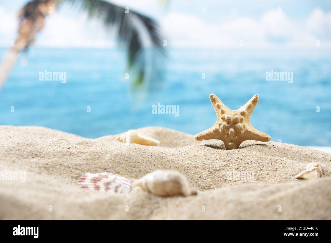 Closeup of a tiny starfish in the sand on a tropical background of a ...